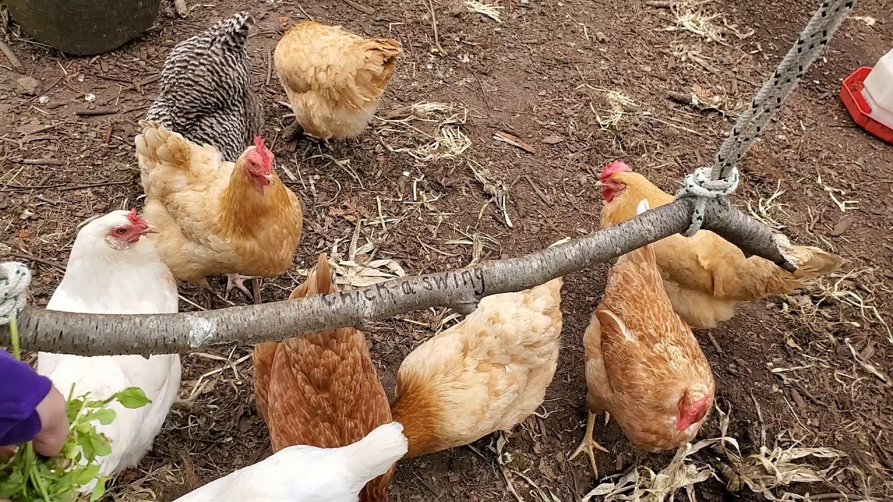 Chicken Check-in 5/25/20 - YouTube