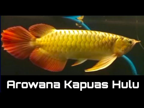 Arwana Super Red Kapuas hulu | Arowana Fish | Arowana - YouTube