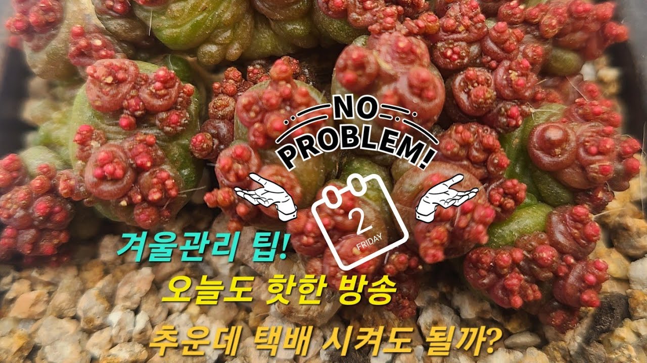 2022년 12월02일 세일 할인~국민다육 방문구매4개5000원선녀와나무꽃화분다육신상안내다육금화분택배다육택배