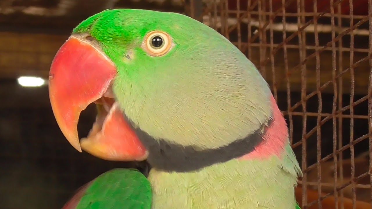 Parrot Talking Natural Sound - YouTube
