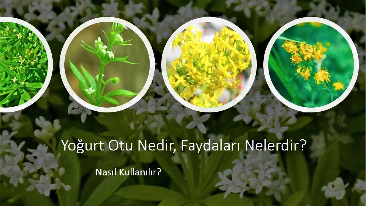 Cilt İçin Çok Faydalı Yoğurt Otu Nedir, Faydaları Nelerdir? Muhteşem ...