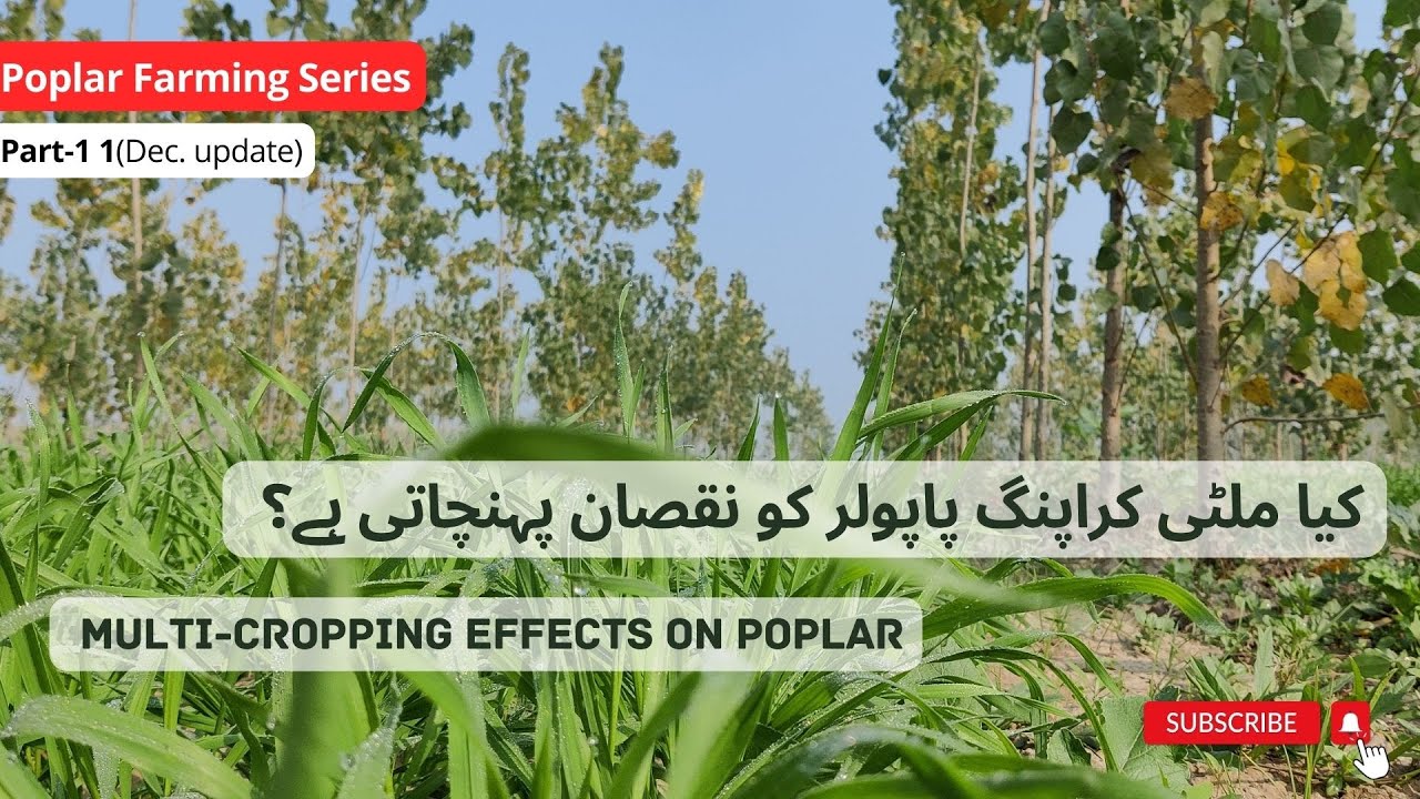 Part #11 || Wheat Growth in Poplar Farm || Poplar Farming Series 2022 # ...