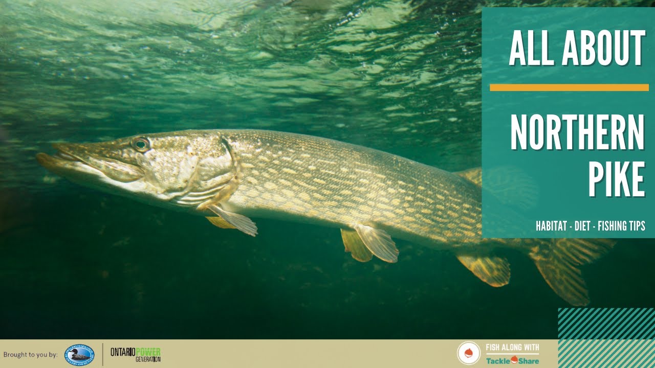 All About Northern Pike - Identification, Habitat, Spawning, Diet, Age ...