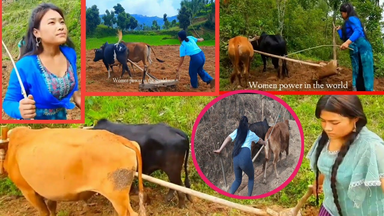 woman ploughing oxen | nepal village | woman hard working in the ...