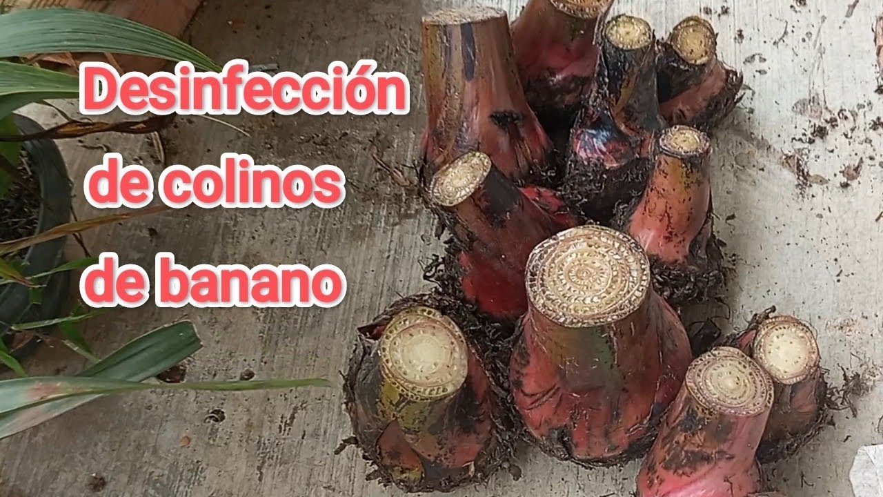 Cómo desinfectar colinos, semilla de banano o de plátano - YouTube