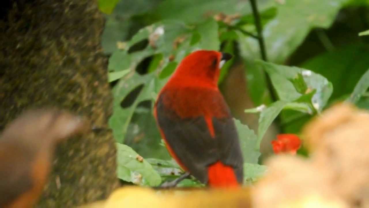 Tiê-Sangue - Ramphocelus bresilius - Brazilian Tanager - YouTube