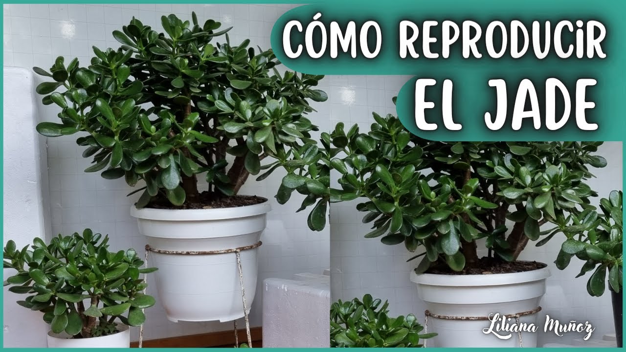 3 FORMAS DE REPRODUCIR EL JADE FACILMENTE/Liliana Muñoz - YouTube