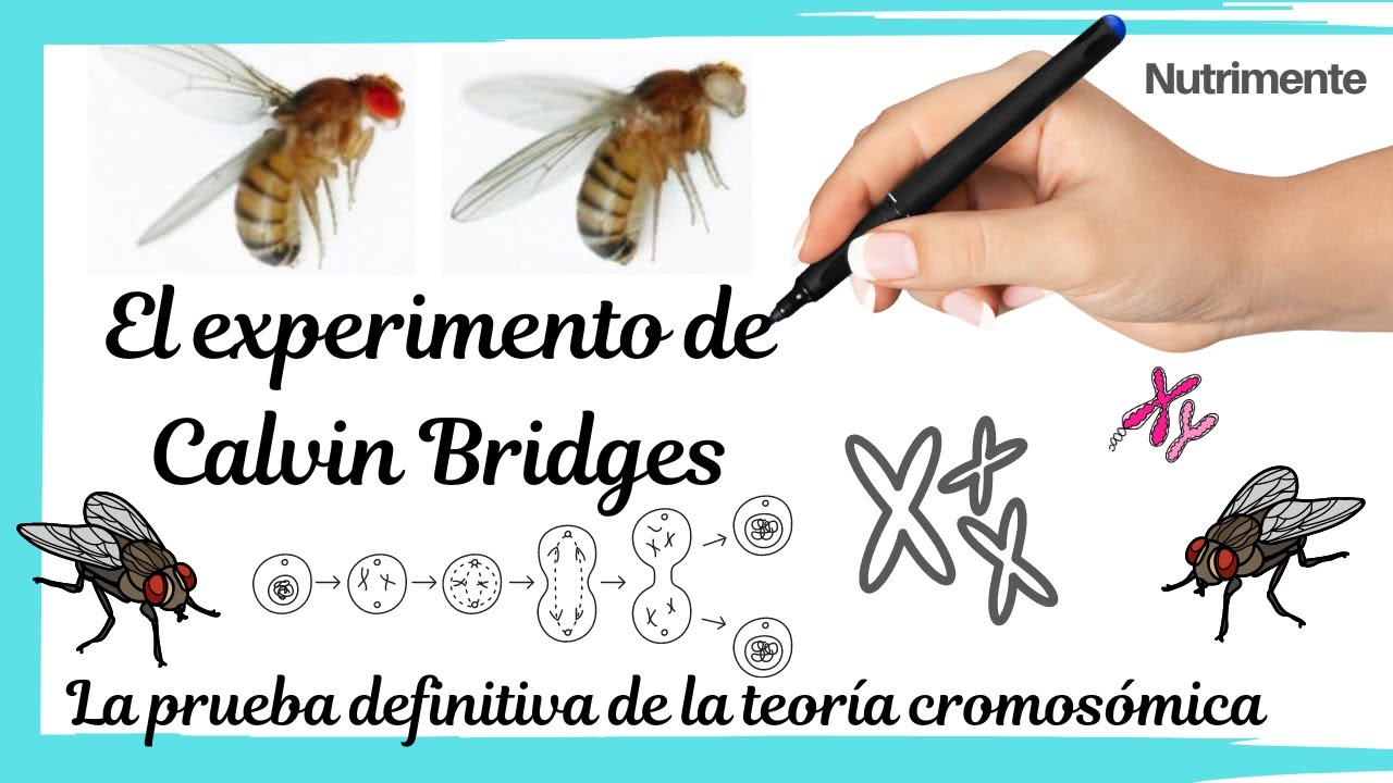 El experimento de Calvin Bridges - [La prueba definitiva de la teoría ...