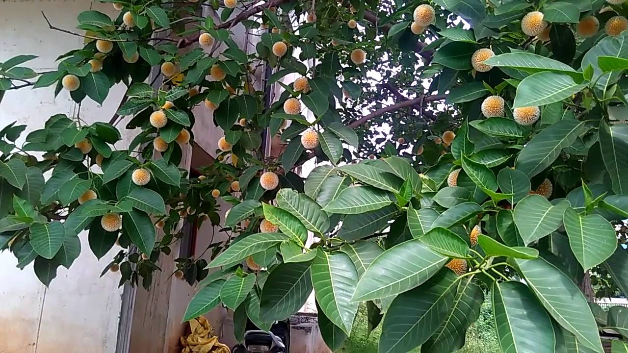 The beautiful kadamba flowers - YouTube