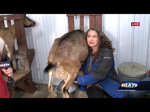 Milking goats at Goat Milk Stuff in Scottsburg