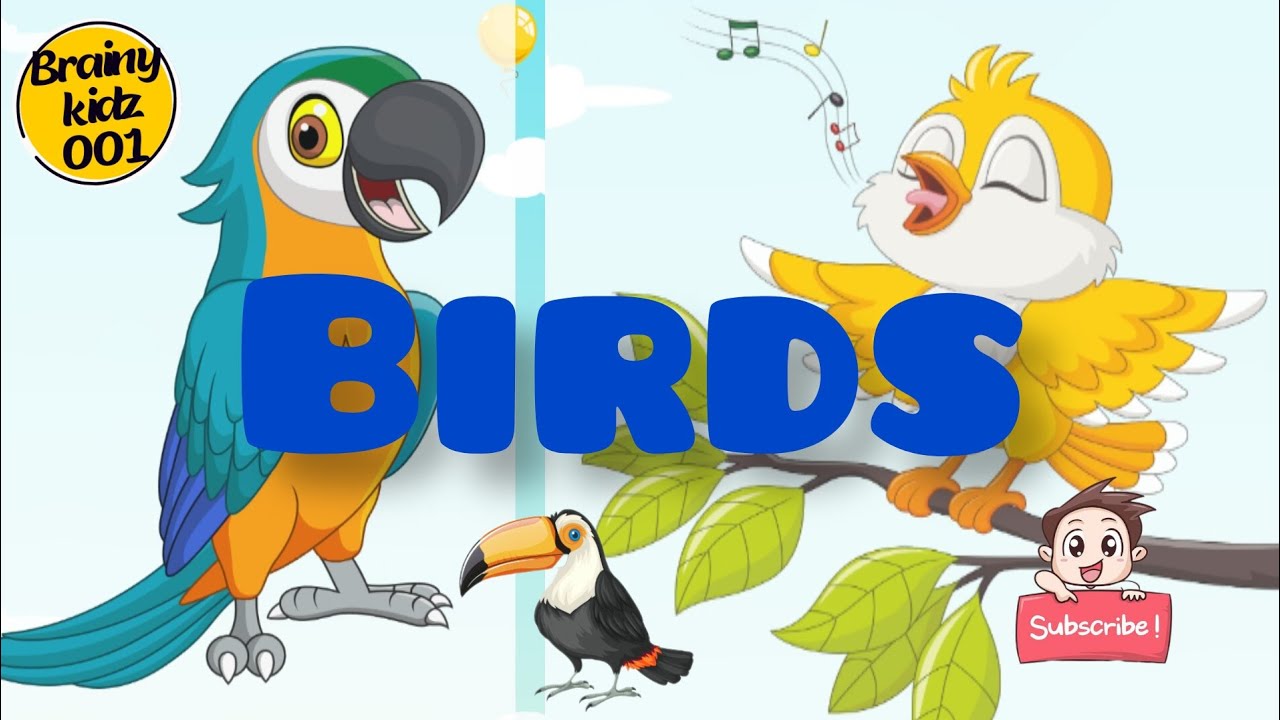 BIRDS 🐦| birds names |nursery learning|kindergarden learning activities ...