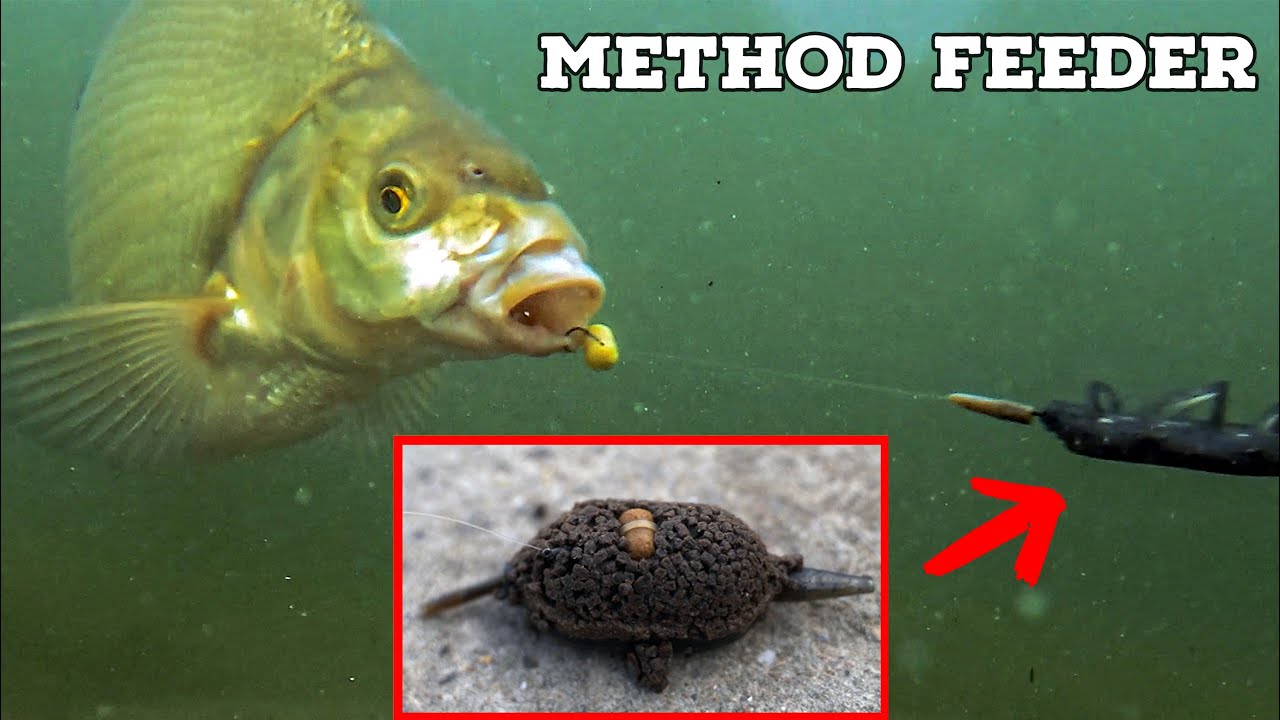 Method feeder fishing with underwater camera (and a surprise) - YouTube