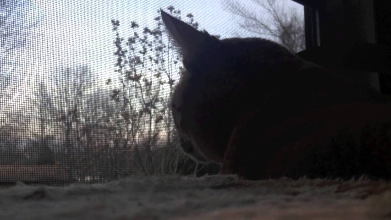 Marxist Cats Episode 1: Introduction to Marxism - YouTube