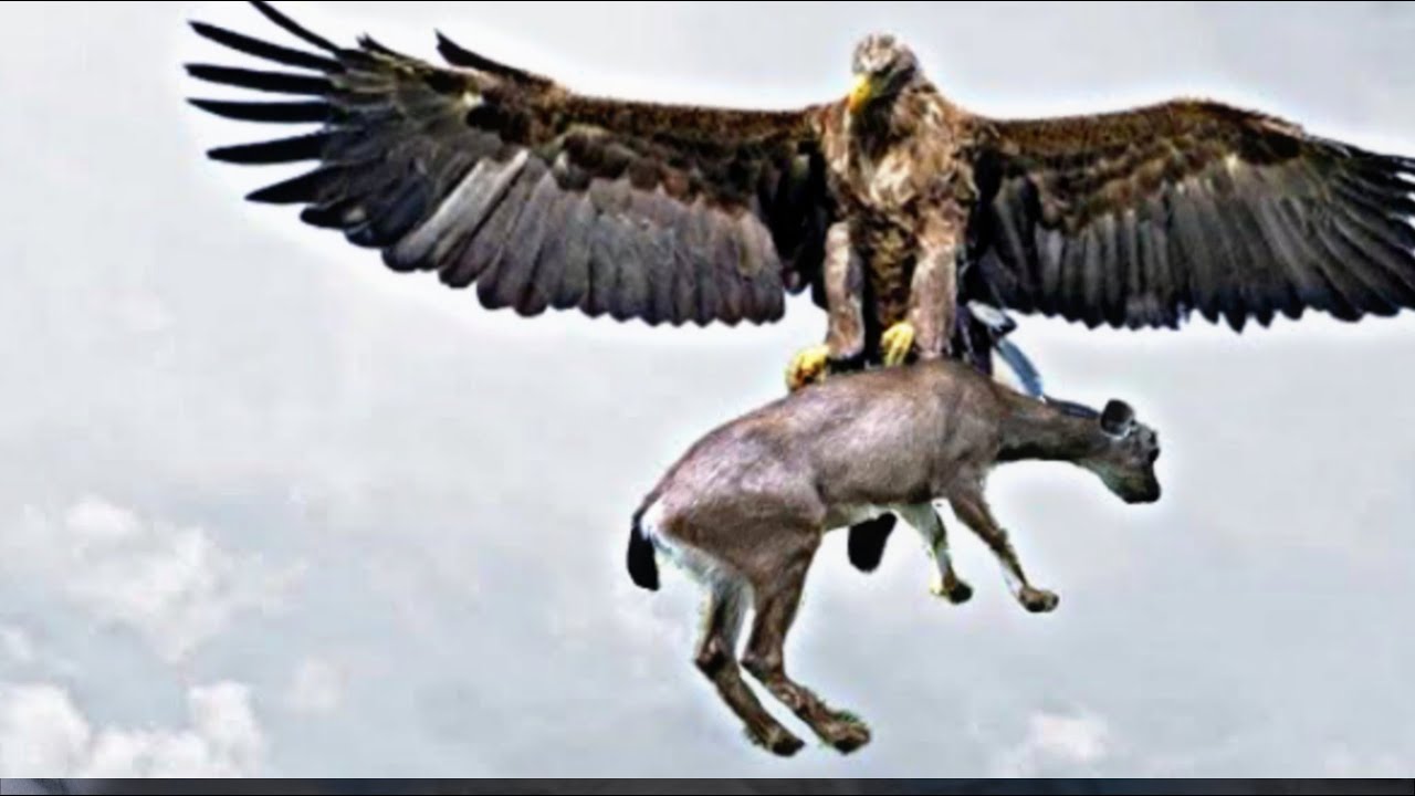Eagles captures a Goat | Amazing Raptors and Eagle Attacks | Eagles vs Monkey, Fox and Snake ...