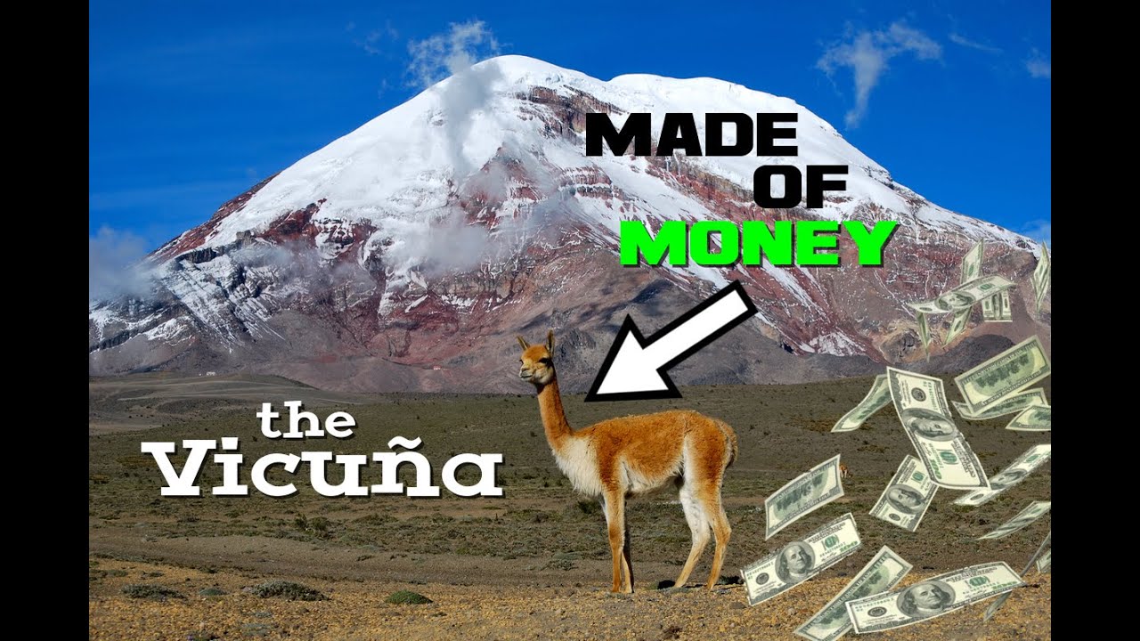 Vicuña Facts - The Little Llama Made of Money - Animal a Day V Week ...