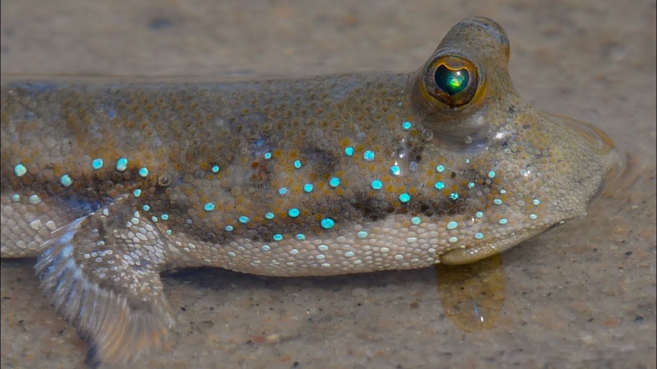 Blue Dragon Mudskipper (Boleophthalmus boddarti) - YouTube