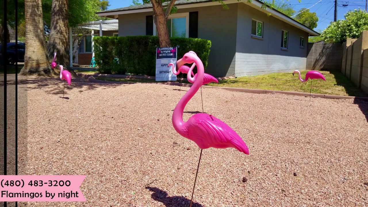 50 Birthday flamingos - YouTube