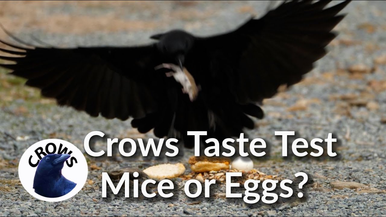 Crows Taste Test Mice or Eggs - YouTube