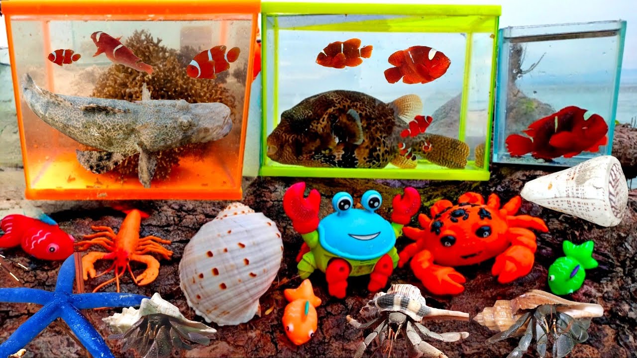 Menemukan banyak ikan hias dan kelomang besar, ikan nemo, ikan buntal ...