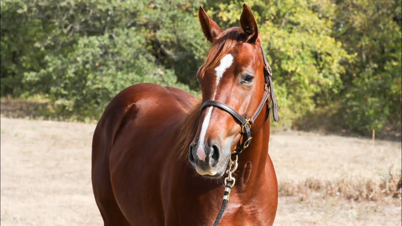 Desire - Started on the sled on the heel side 👌🔥 Dual Rey, Playgun ...