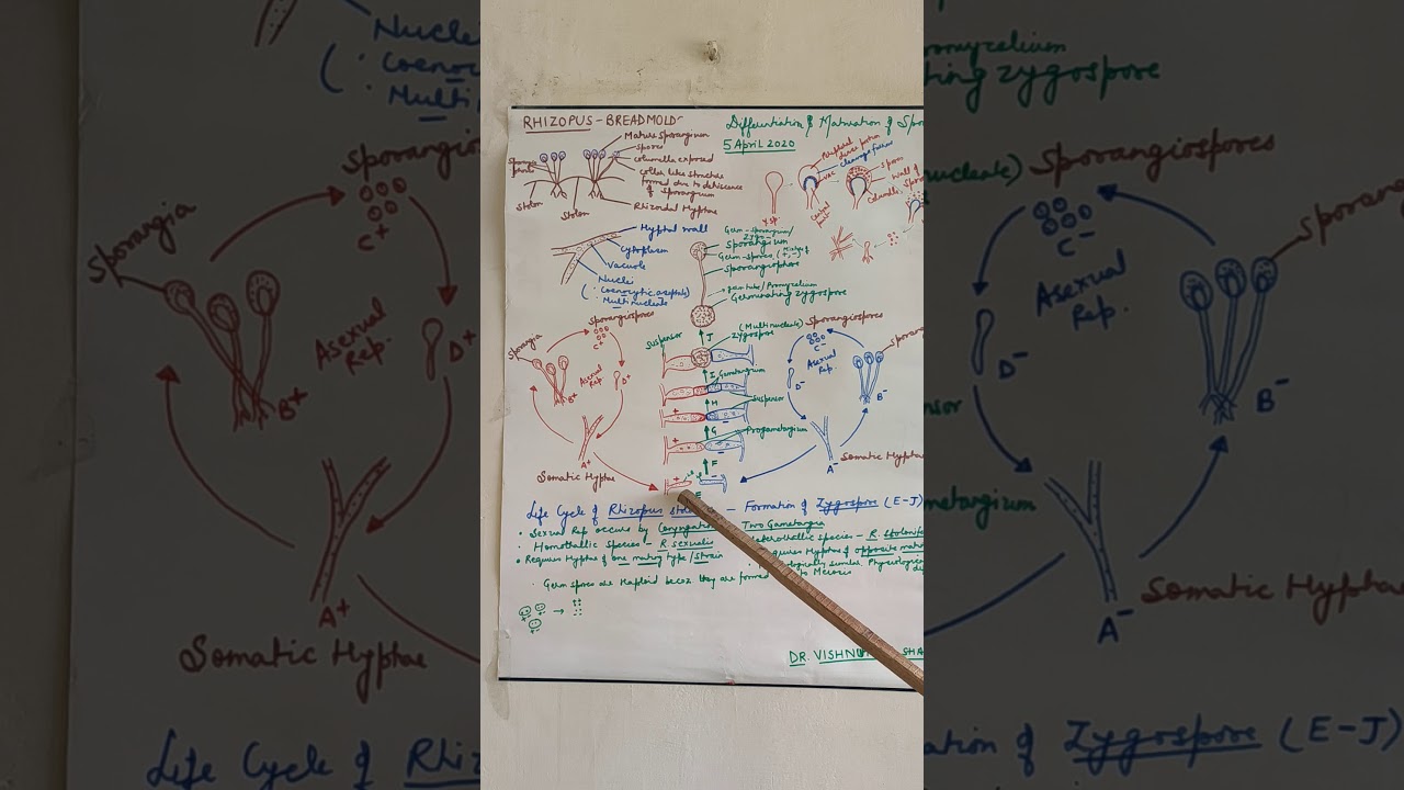 Life cycle of rhizopus and zygospore formation - YouTube