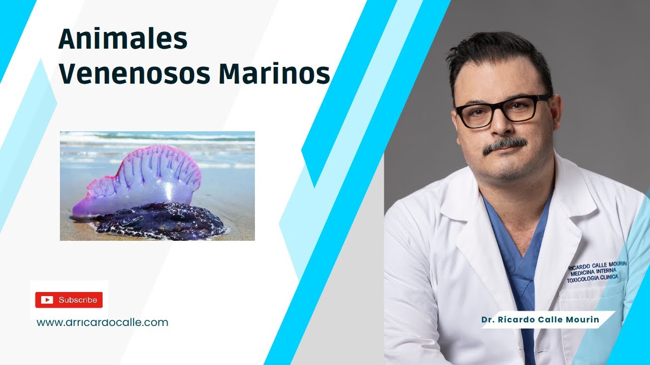 Animales Venenosos Marinos | Madusas, MantaRayas y Erizos de Mar - YouTube