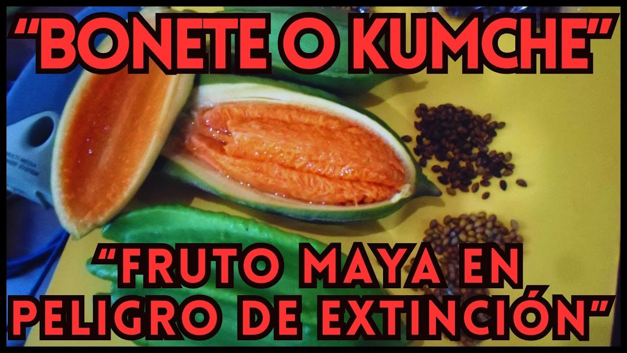 🔴Fruta Maya en Peligro de Extinción BONETE o KUMCHE 🌳 #yucatán #mexico ...