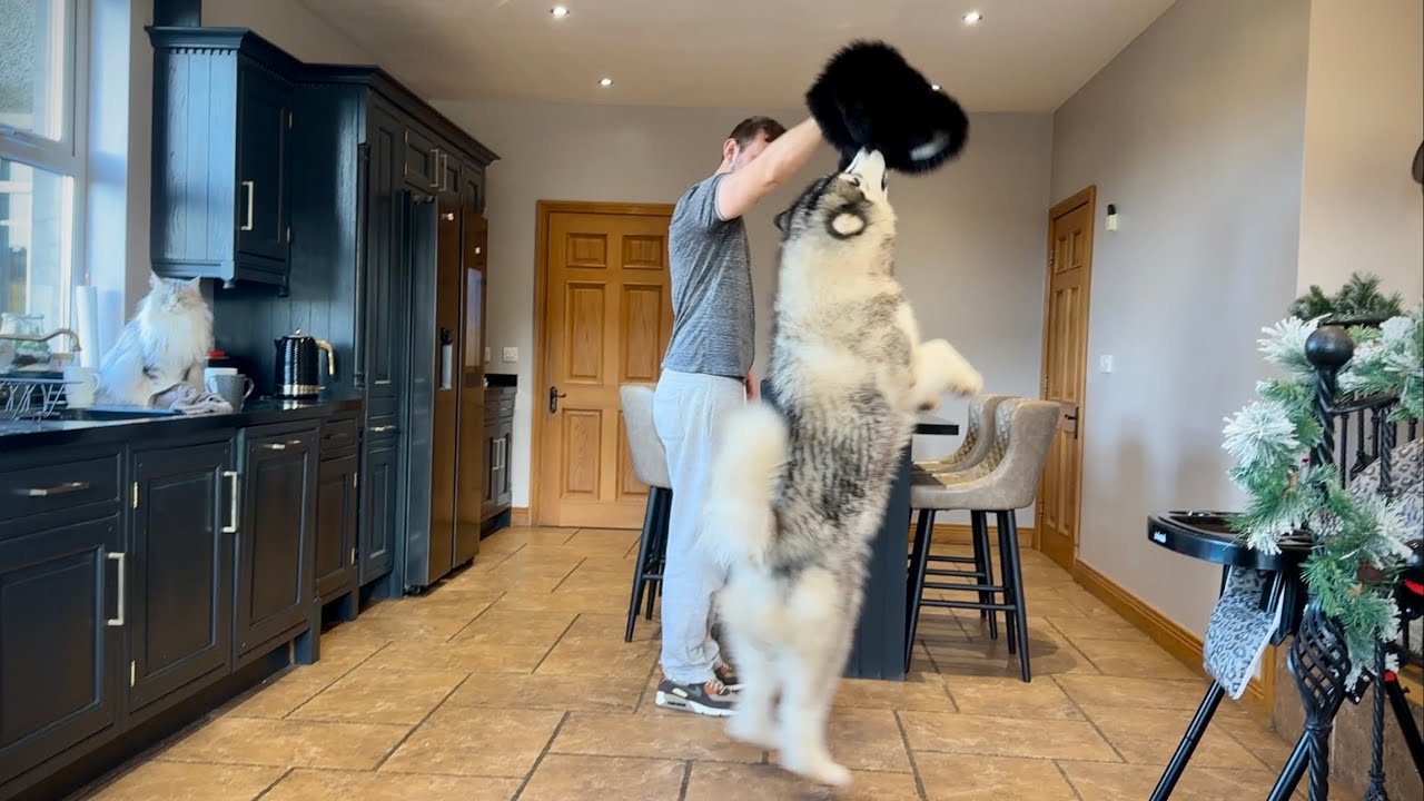 Why Does He Bite This?! He's Obsessed!! - YouTube