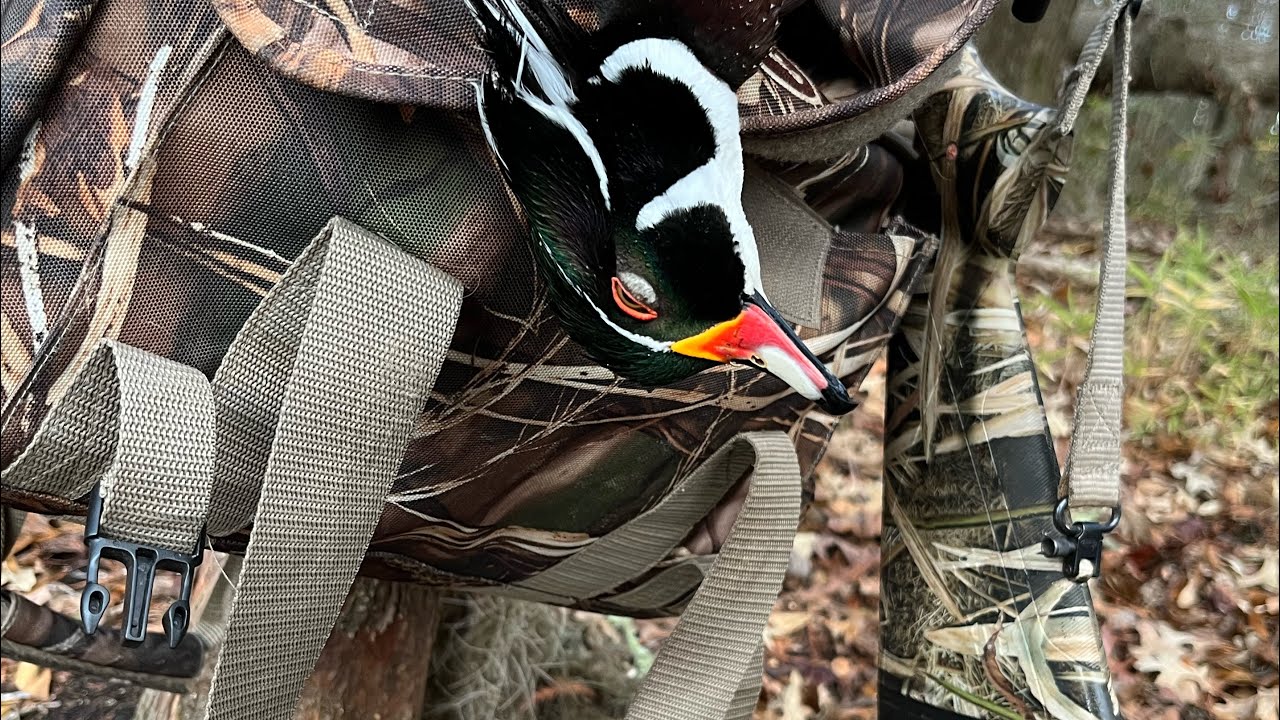 Wood ducks on a string/ public land/ January 2023 - YouTube