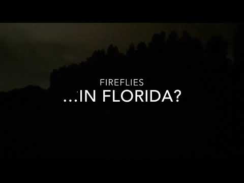 Where Can You See Fireflies In Florida