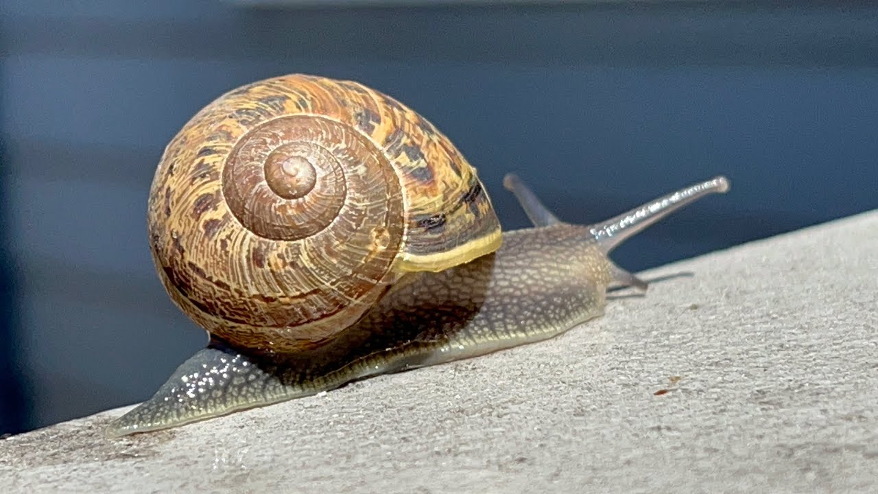 Garden snail (cornu aspersum) vlog - YouTube