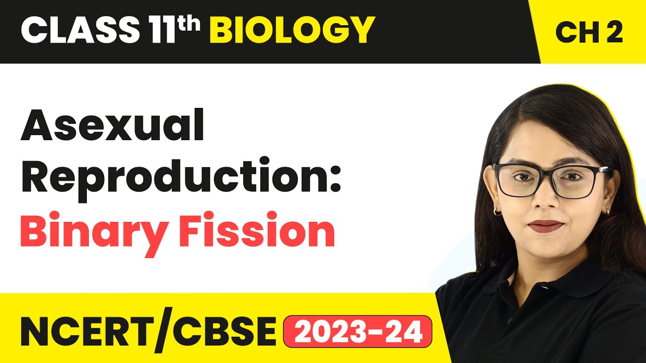 Kingdom Monera: Asexual Reproduction (Binary Fission) | Class 11 ...