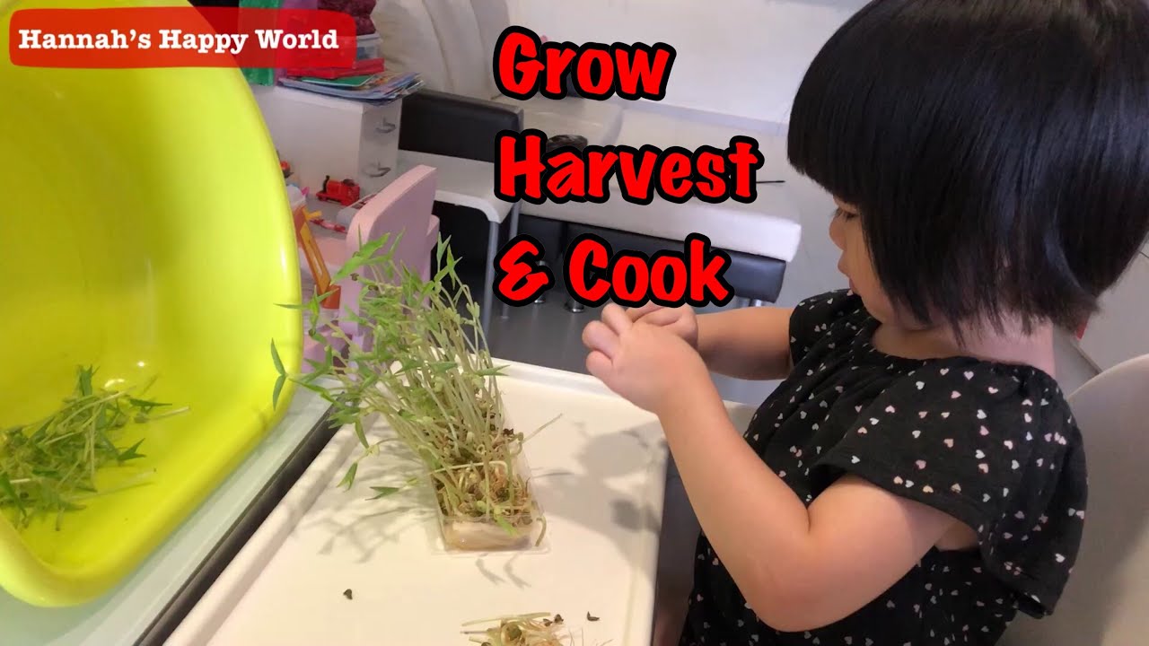 GOOD BABY HANNAH GROWS, HARVEST & COOK THE BEAN SPROUT! - YouTube