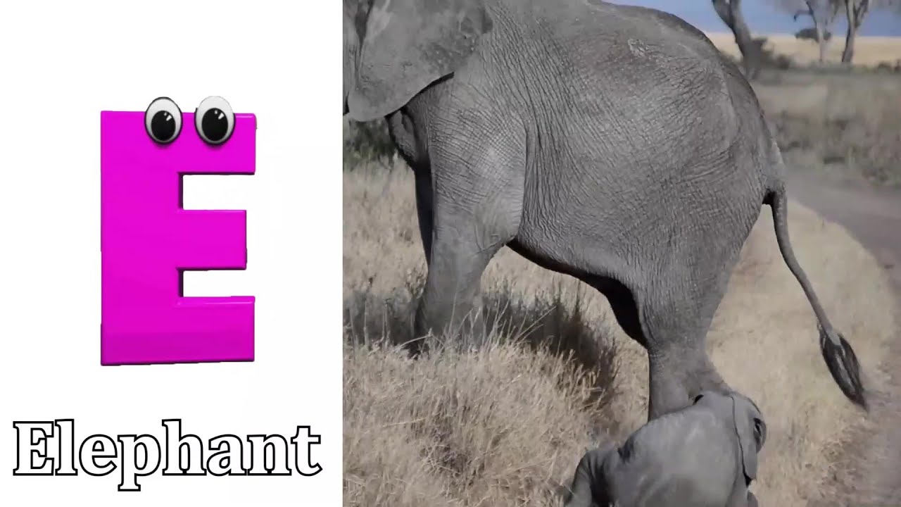 Animals ABC Song | Animals Alphabet Song | Alphabet Letters | Phonics ...