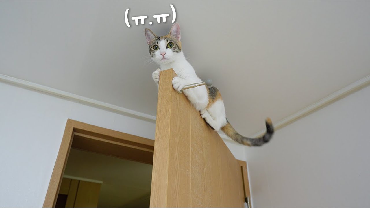 Poor Cat Ran Over the Door to Avoid the Kitten - YouTube