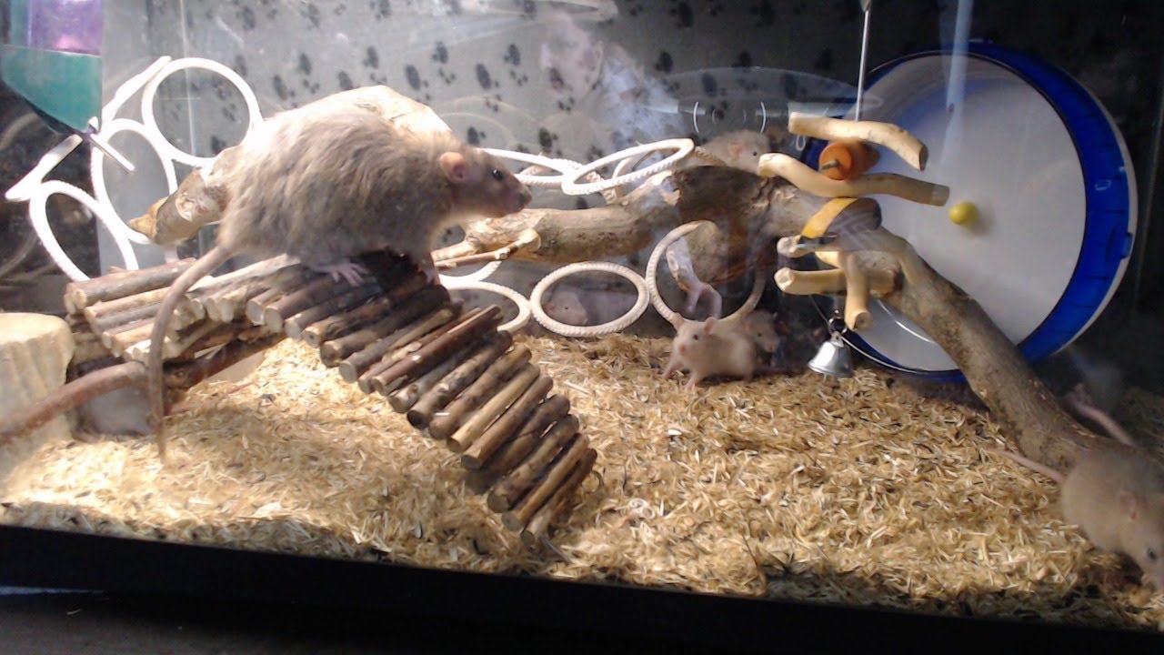 Atlantis Critter Cam #72: 3 Week old baby rats - YouTube