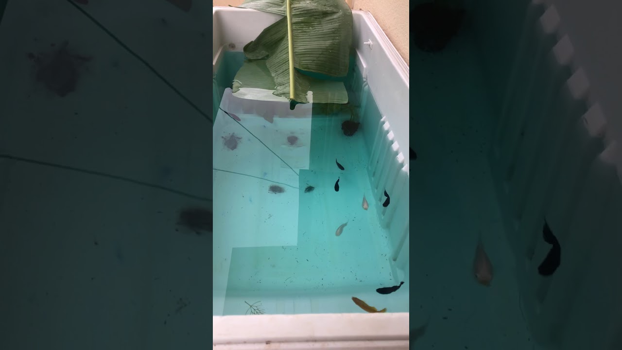 Fridge Tank Setup - YouTube