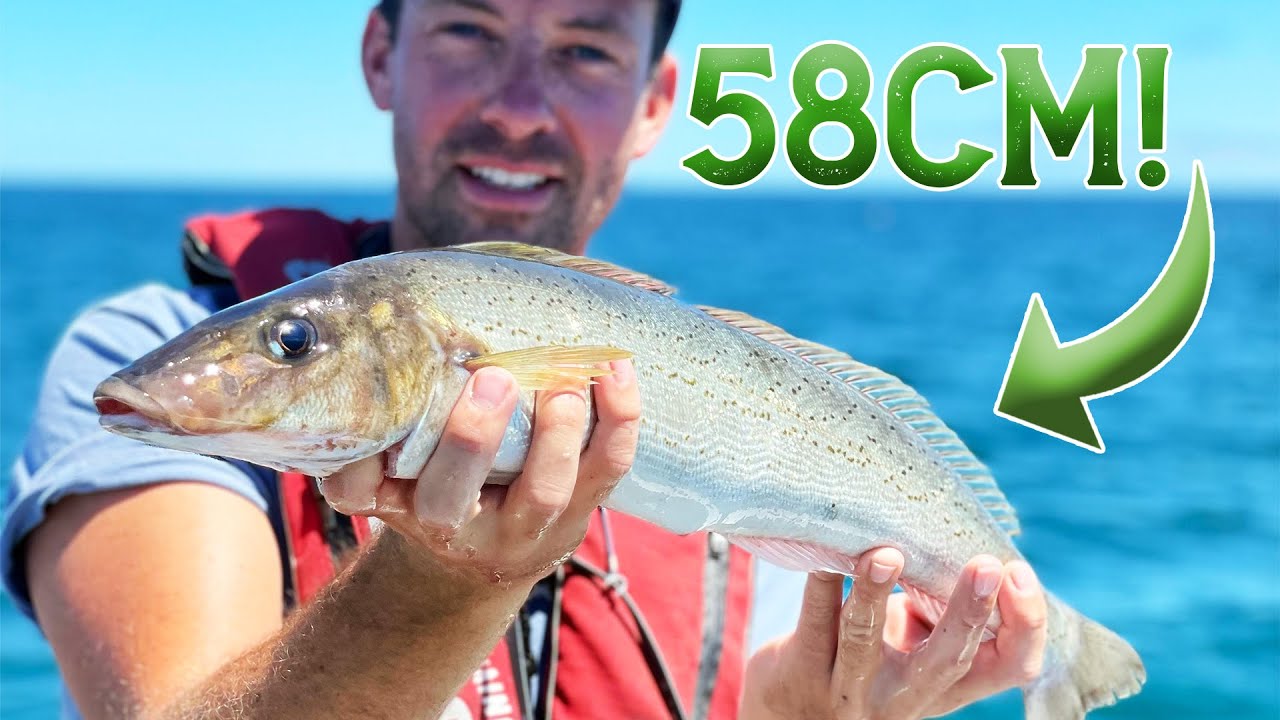 58CM KING GEORGE WHITING! (Fishing Bass Straight, Tasmania) - YouTube
