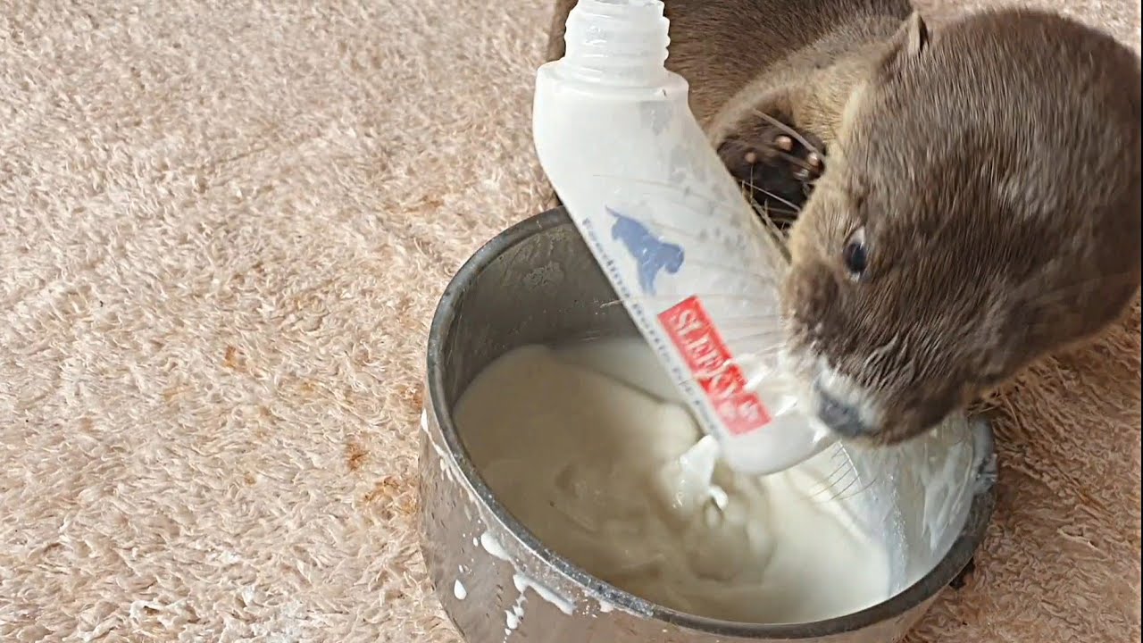 DoDo drink milk very funny☺️🤣😘🥰😋😋 - YouTube