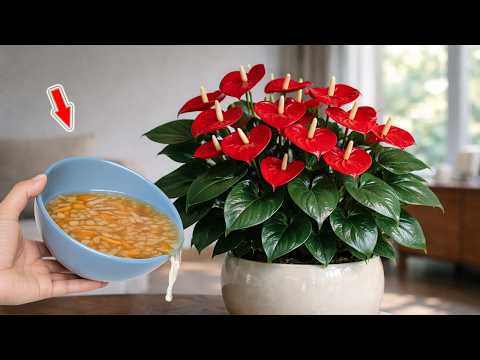 Do This Quickly! Anthurium Grows Thousands Of Roots And Flowers Overnight!