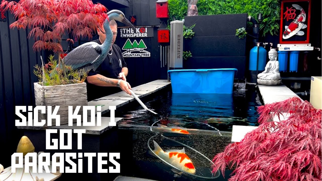 KOI POND UPDATE**SICK KOI**AND A FEW PROBLEMS IN THE PIPE LINE - YouTube