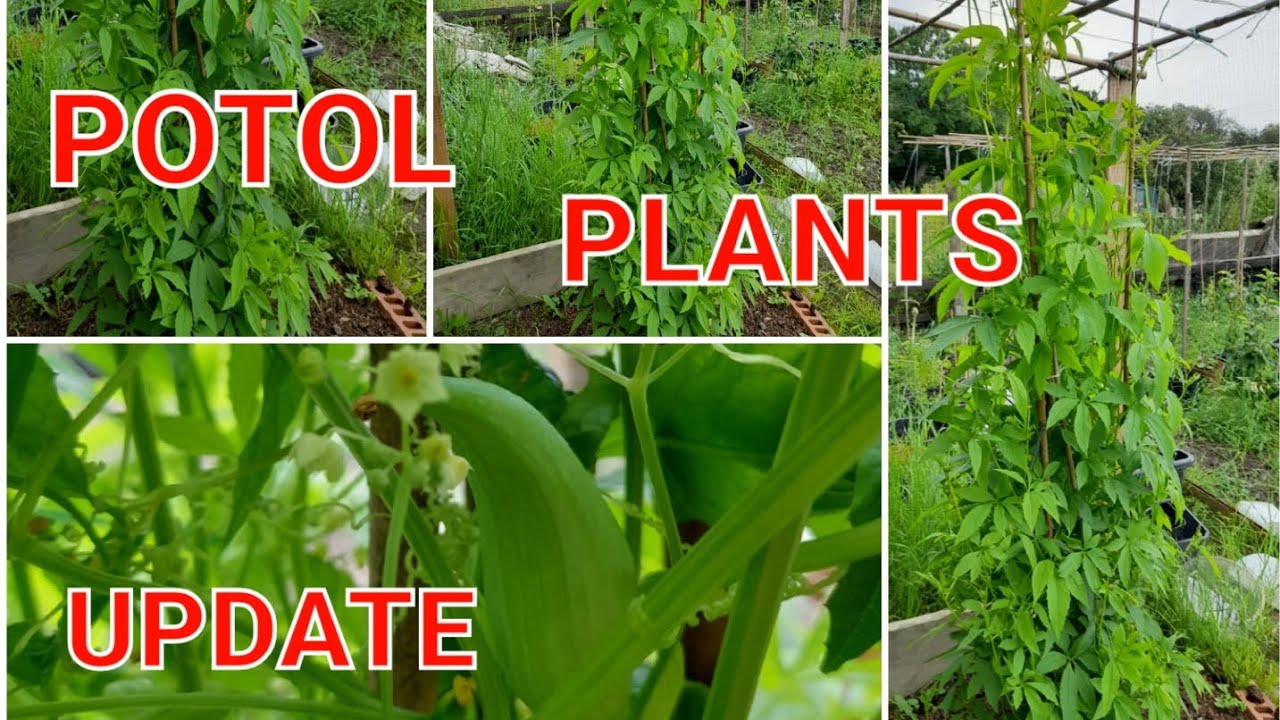 Potol(pointed gourd)plants update in my allotment. - YouTube