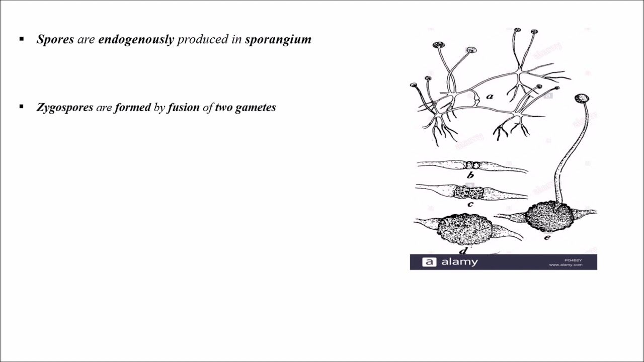 ALL ABOUT PHYCOMYCETES IN FIVE MINUTES I FUNGI NEET BIOLOGY I LEARN ...