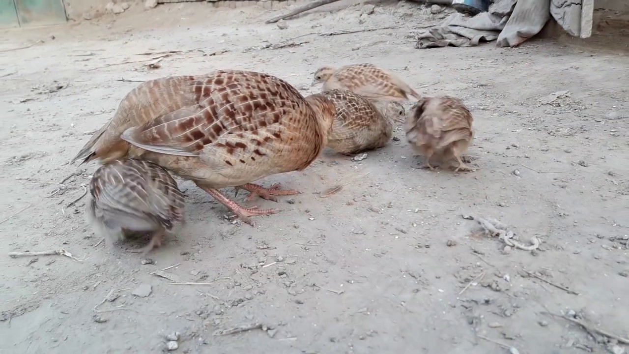 Bhora teetar and chicks - YouTube