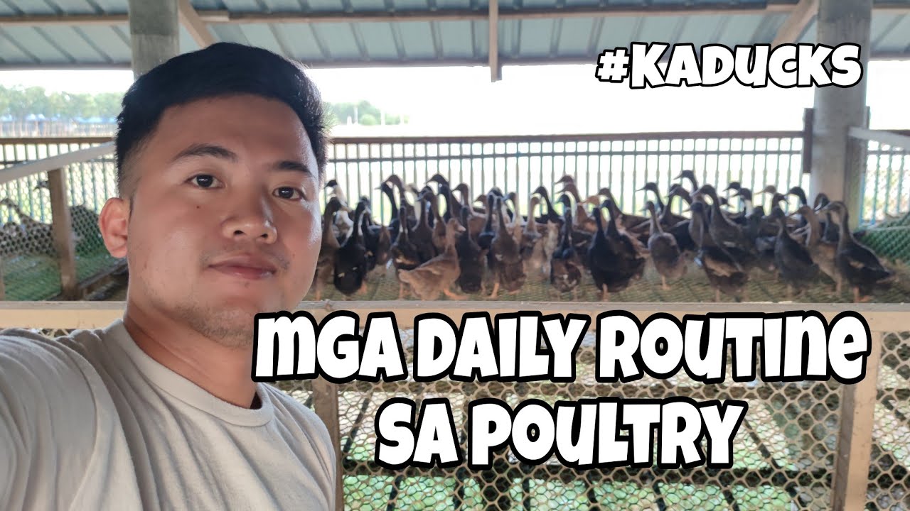 EP90 - DAILY ROUTINE TUWING HAPON SA POULTRY #kaducks - YouTube