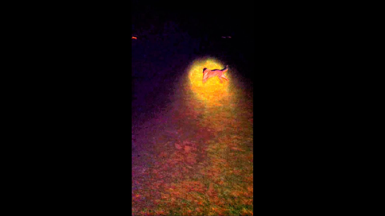 Lurcher pup lamping - YouTube