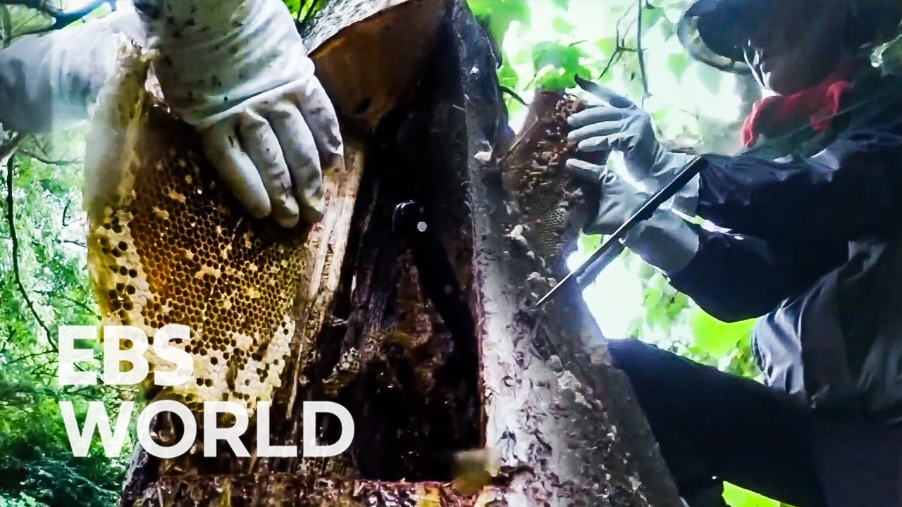 [ENG SUB] Inside A Hollow Tree: Wild Honey Hunters Risk Their Lives For ...
