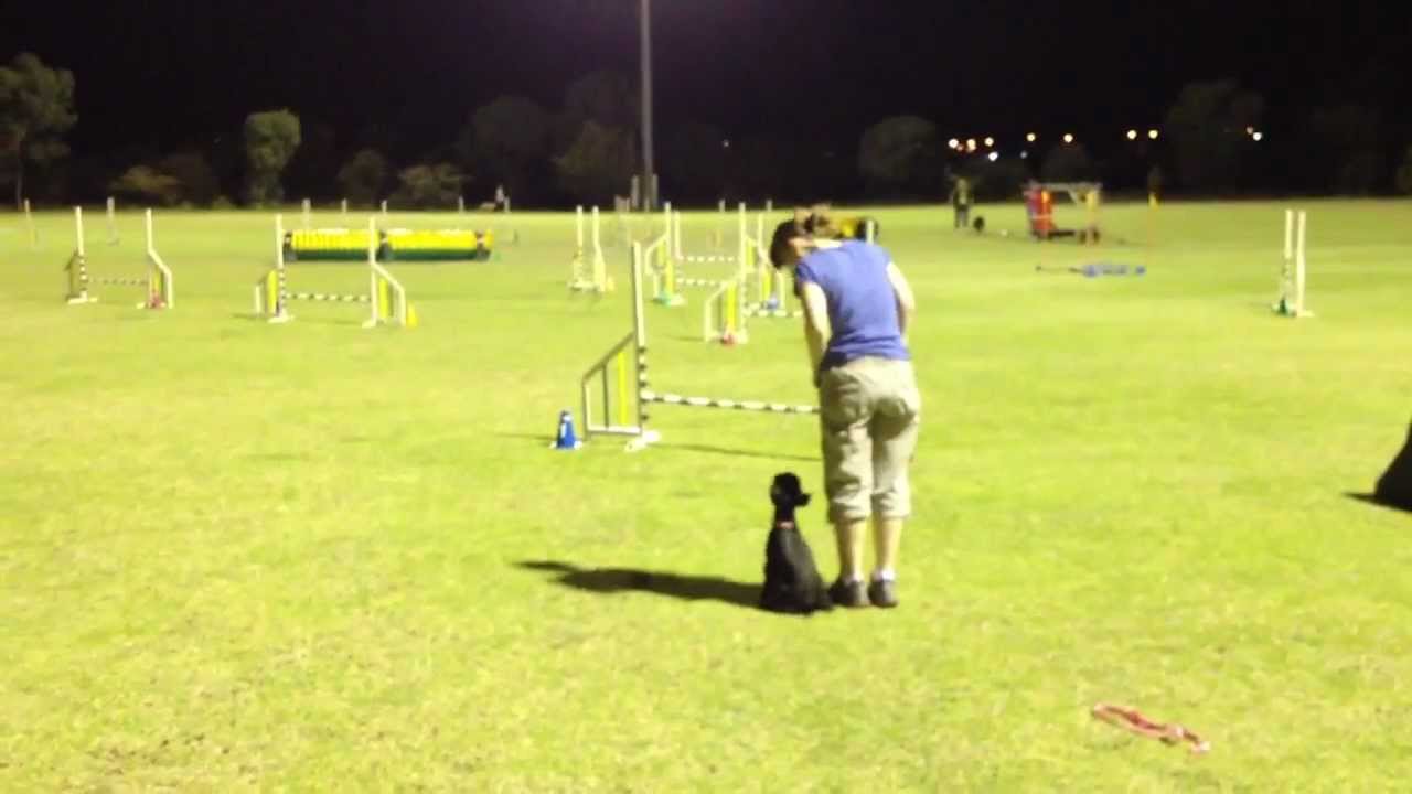 Pippa Mini Schnauzer Agility Training - YouTube