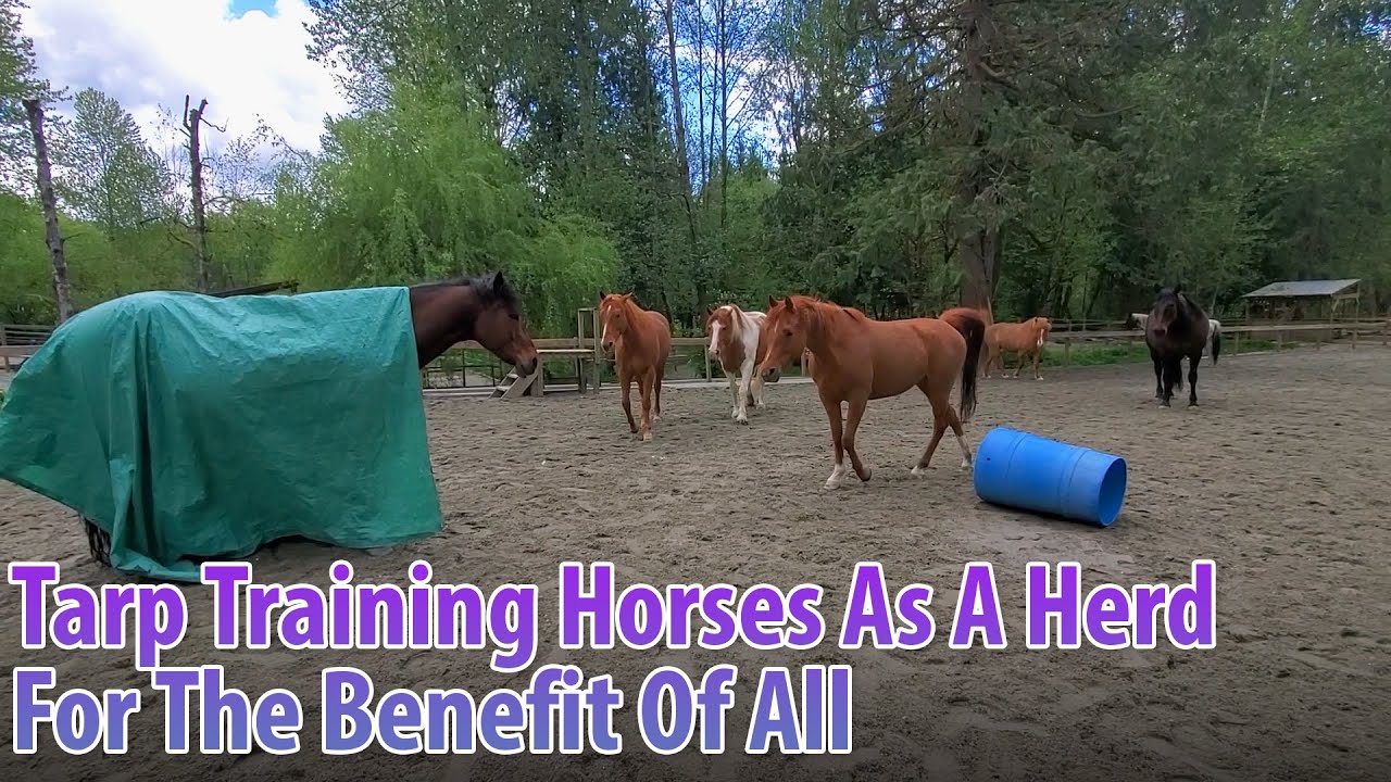 Tarp Training Masterclass By Luke - YouTube