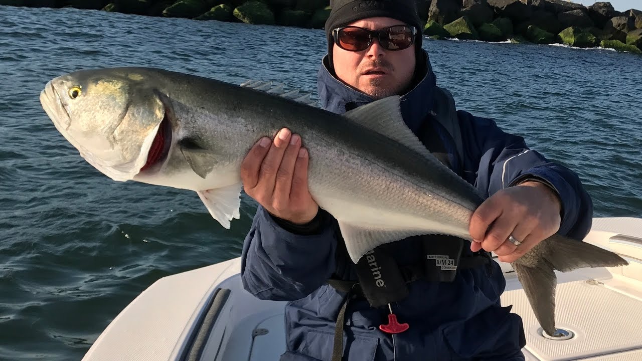 Big Bluefish - April 18, 2017 - Fishing Ocean City, Maryland - YouTube